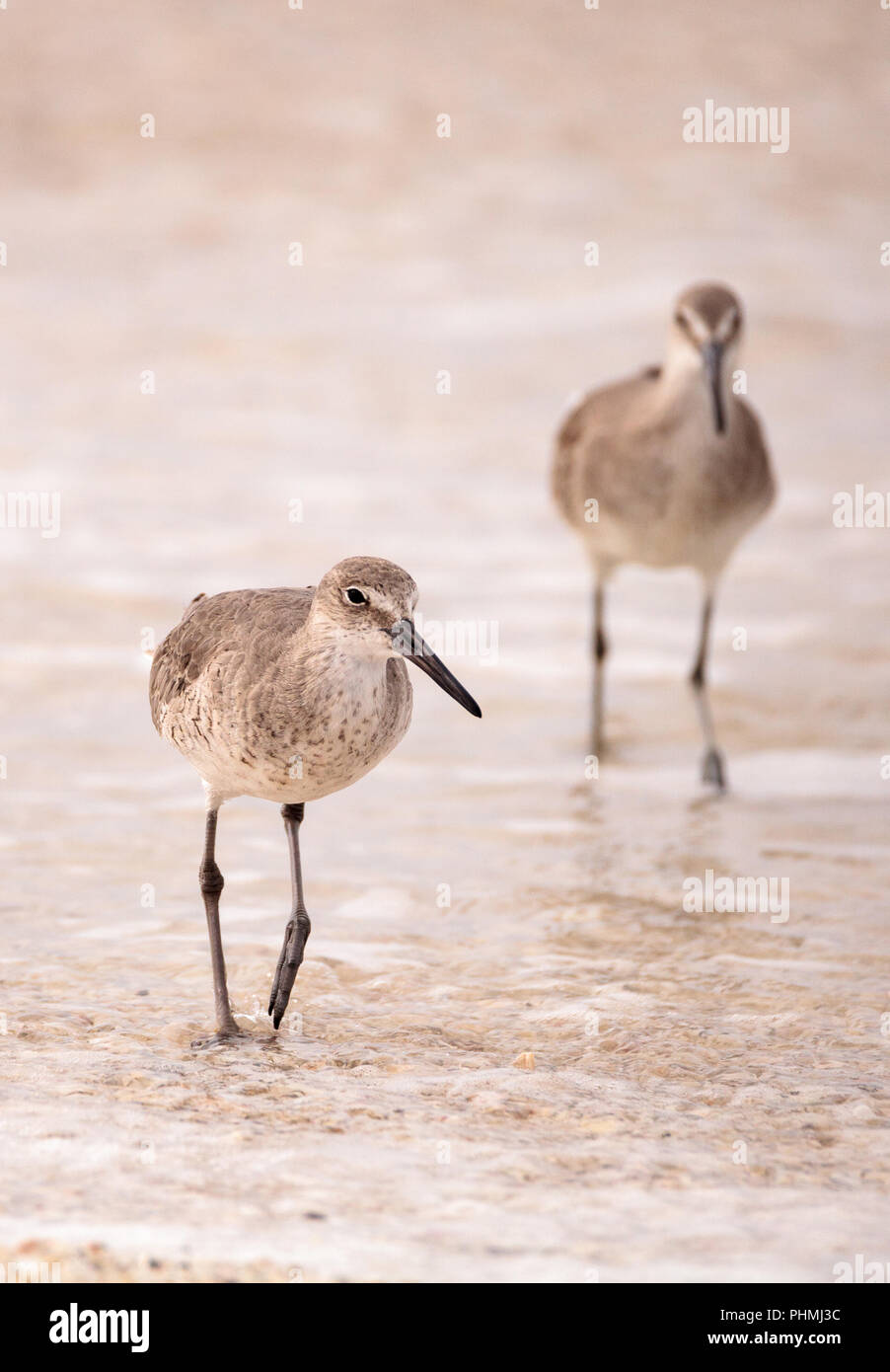 Common Snipe Shorebird Gallinago gallinago forages for food Stock Photo ...