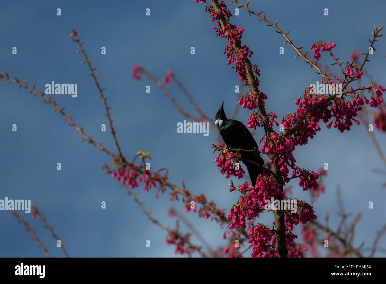 New Zealand Native Tui - song bird Stock Photo - Alamy