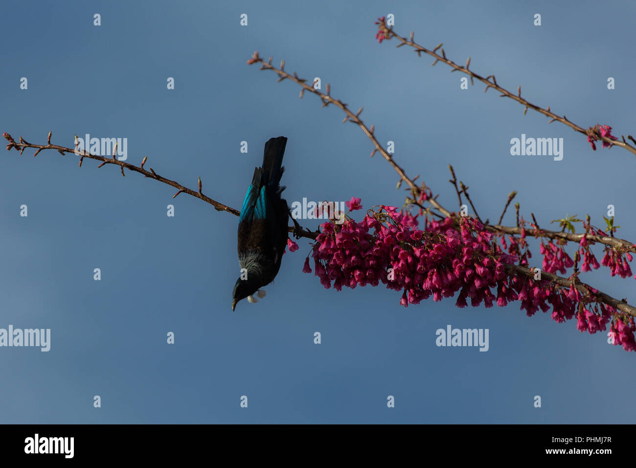 New Zealand Native Tui - song bird Stock Photo - Alamy