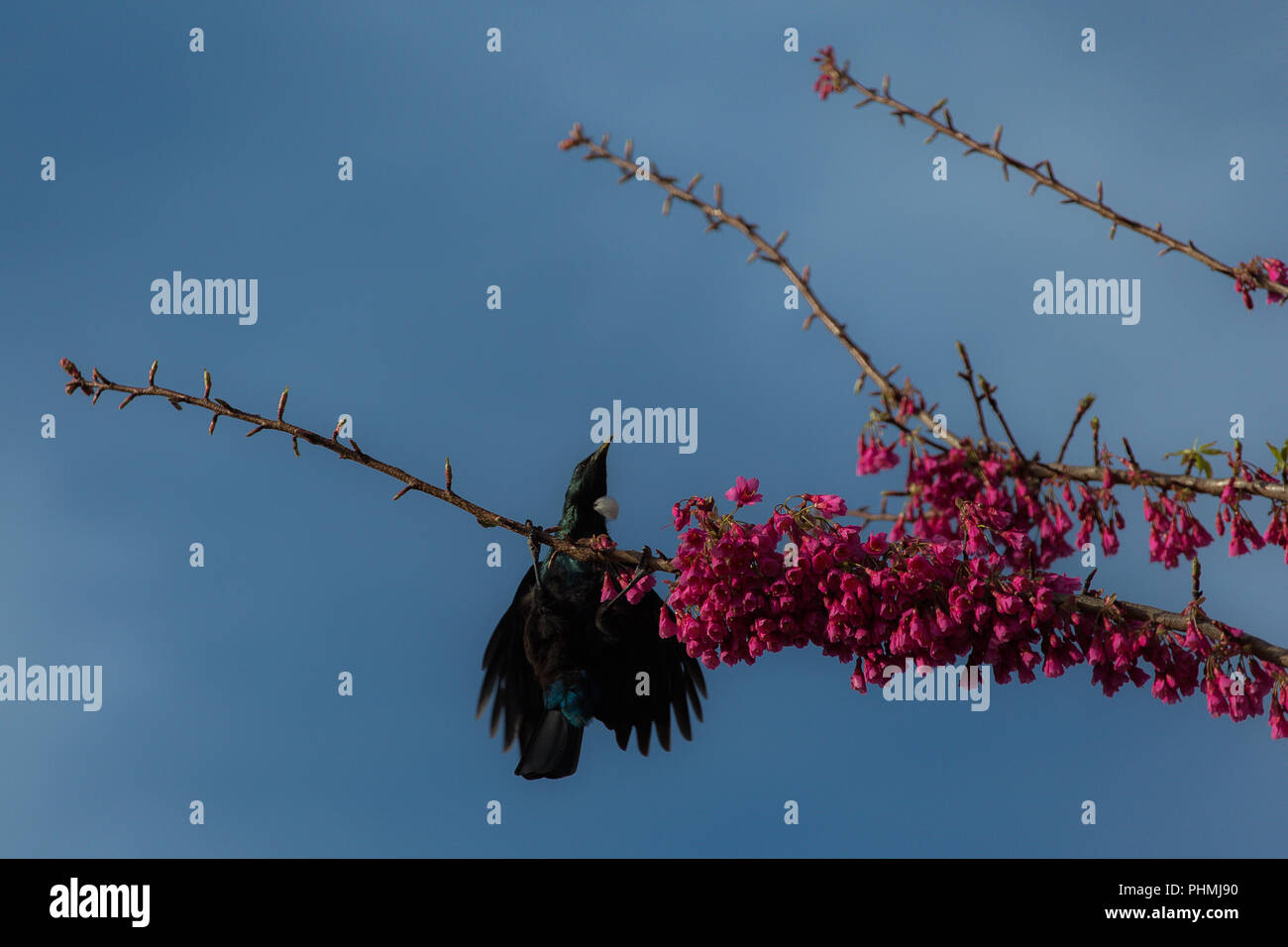 New Zealand Native Tui - song bird Stock Photo - Alamy