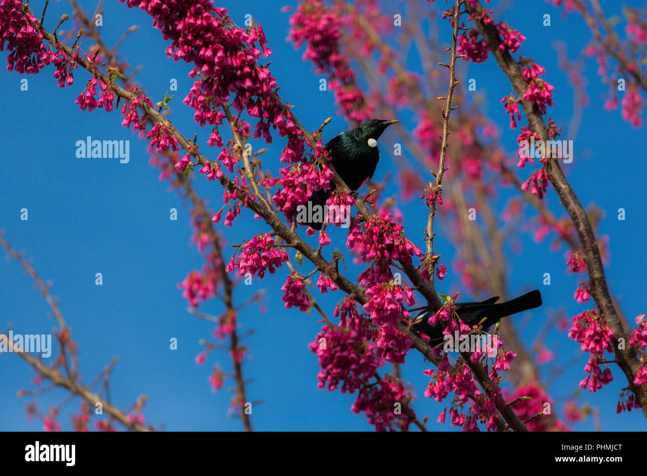 New Zealand Native Tui - song bird Stock Photo - Alamy