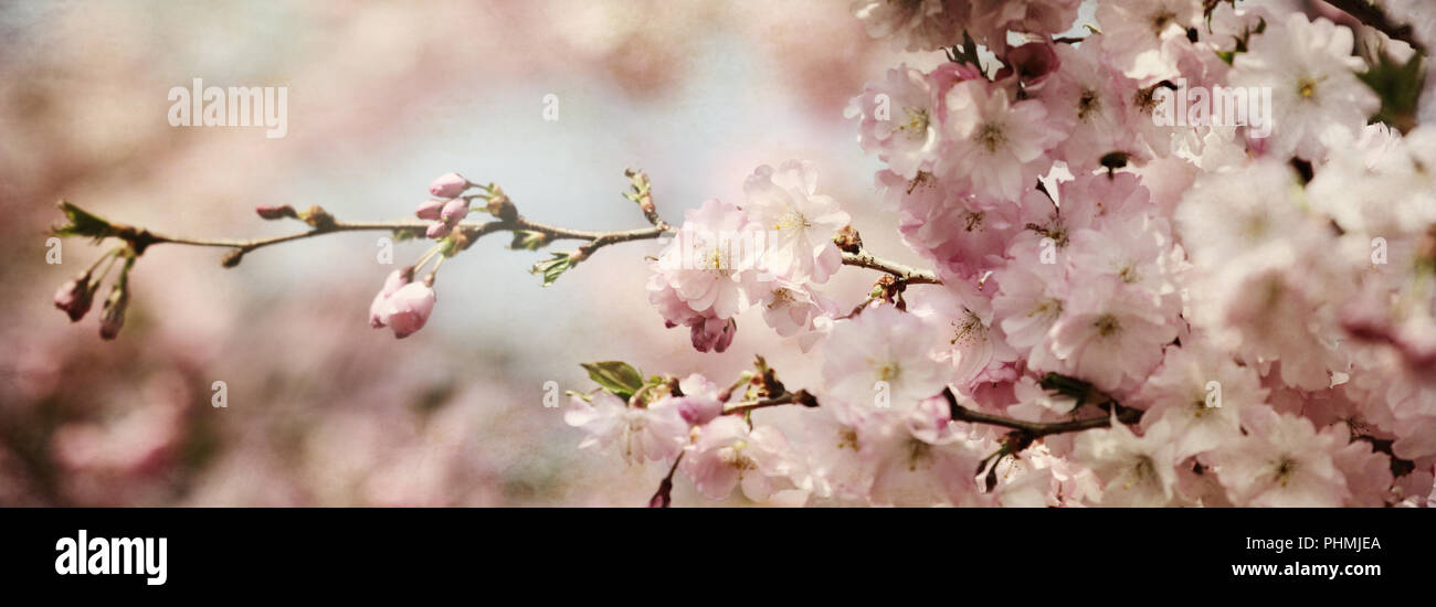 Subdued background hi-res stock photography and images - Alamy