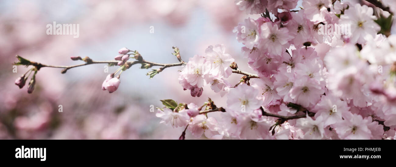 Pastel purple wallpaper hi-res stock photography and images - Alamy