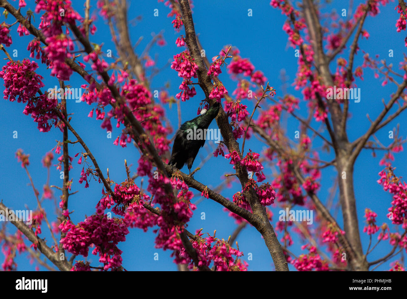New Zealand Native Tui - song bird Stock Photo - Alamy