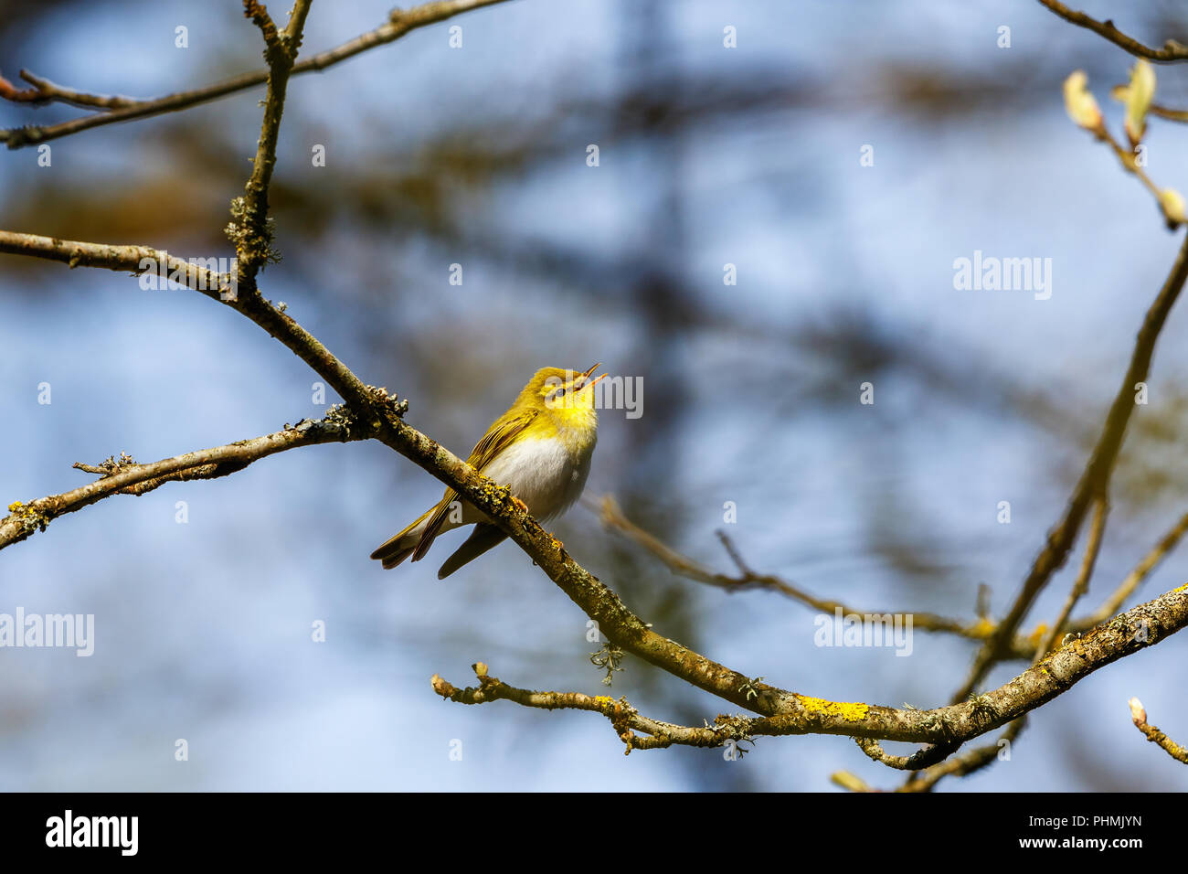 Spring birdlife hi-res stock photography and images - Alamy