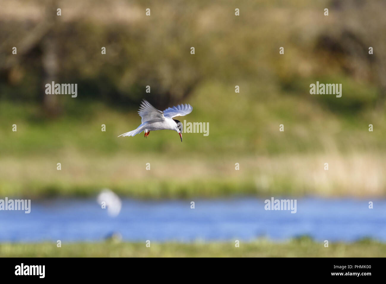 Common Tern flying over a lake Stock Photo - Alamy