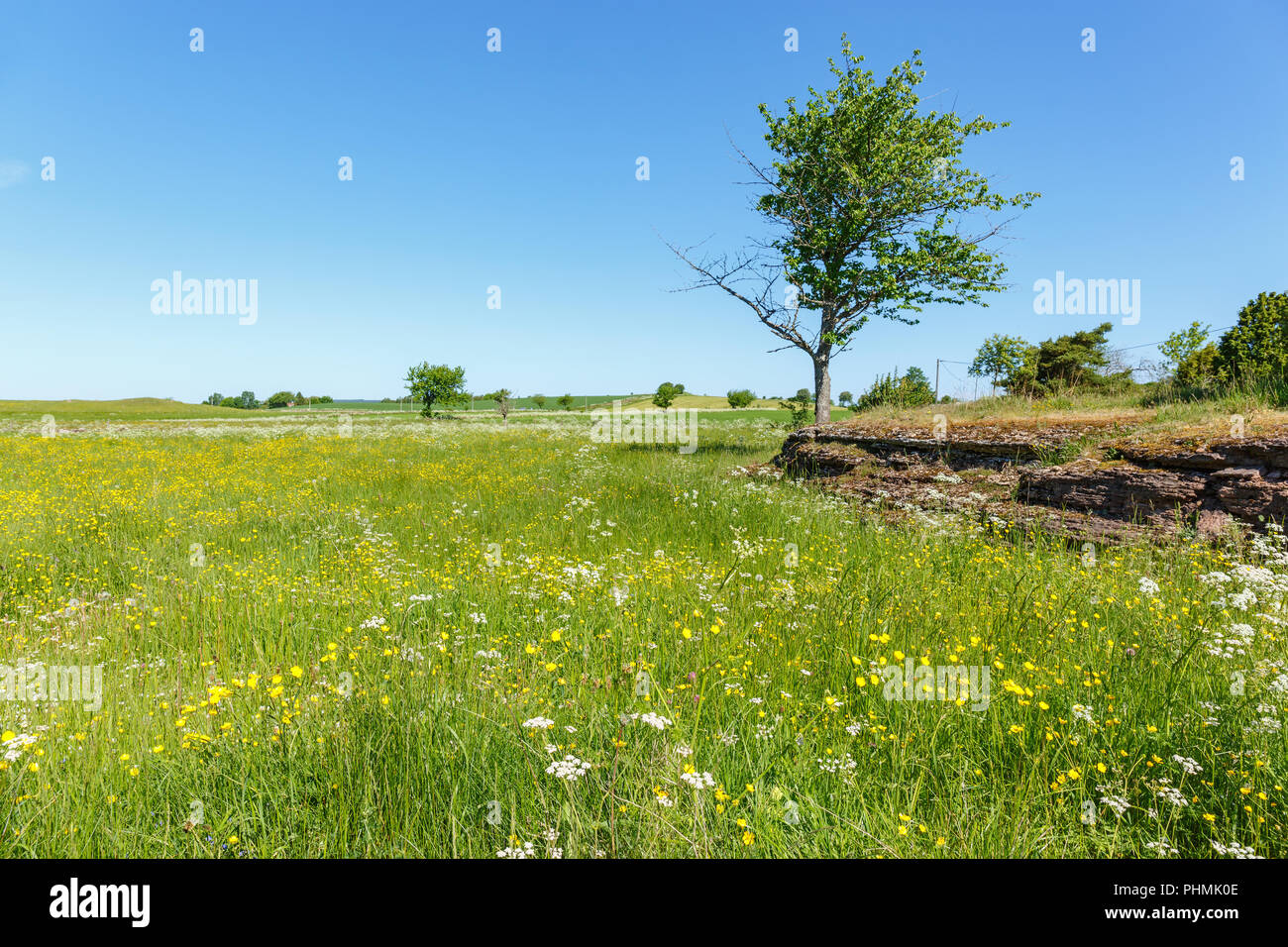 Flowering summer meadow with a single tree Stock Photo - Alamy