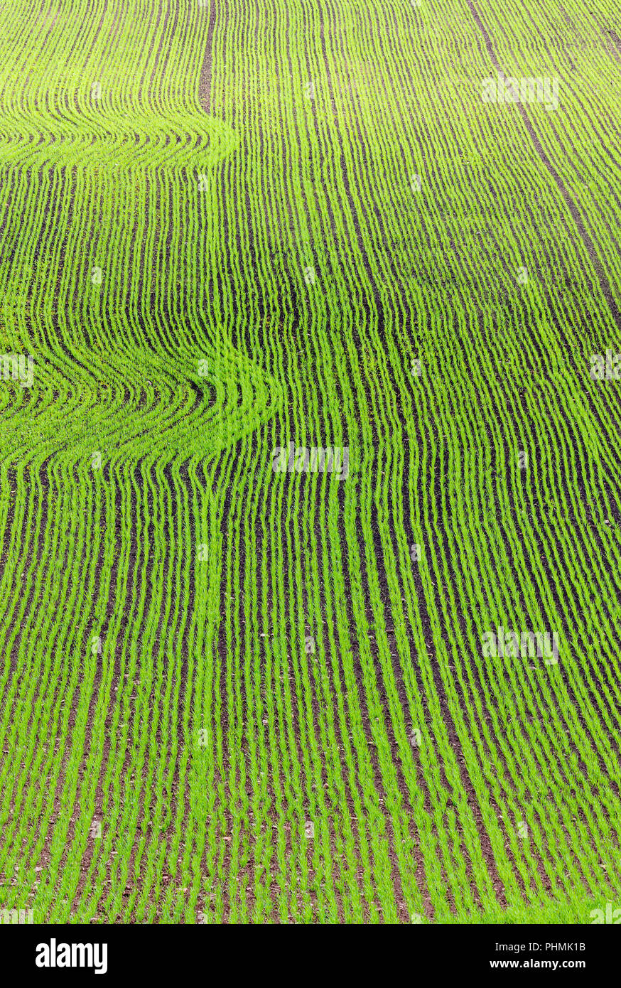 Greenish sow field with row of patterns Stock Photo - Alamy