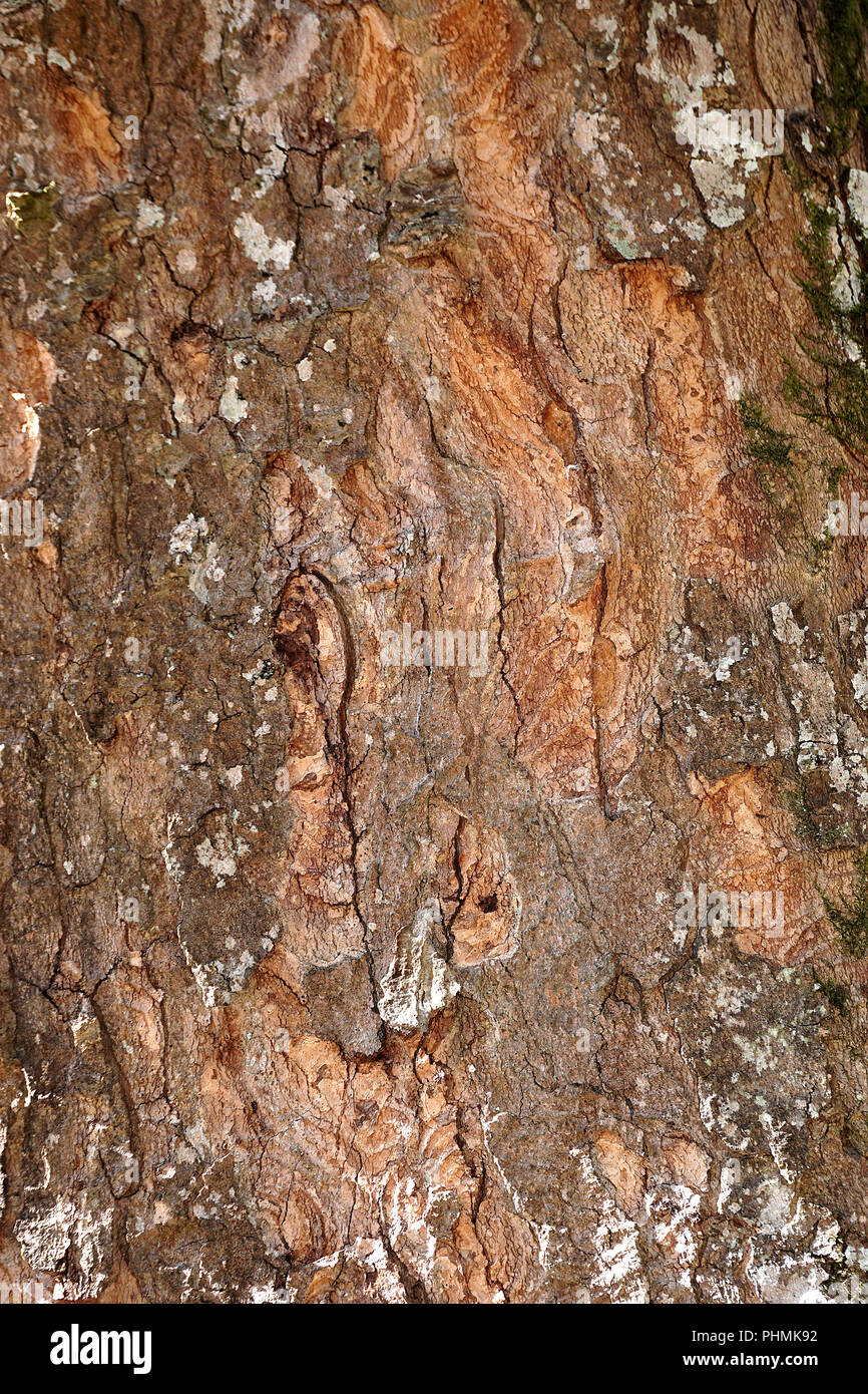 Sycamore bark detail hi-res stock photography and images - Alamy