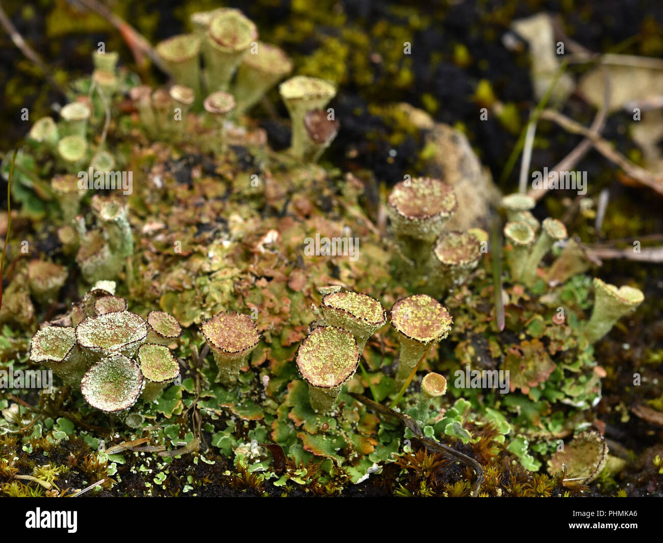 shrub lichens; lichen Stock Photo - Alamy