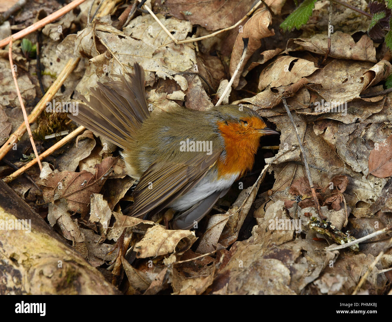 Dead robin hi-res stock photography and images - Alamy