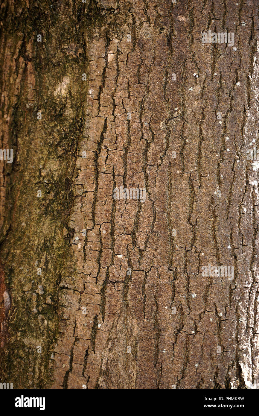 Ash tree bark hi-res stock photography and images - Alamy