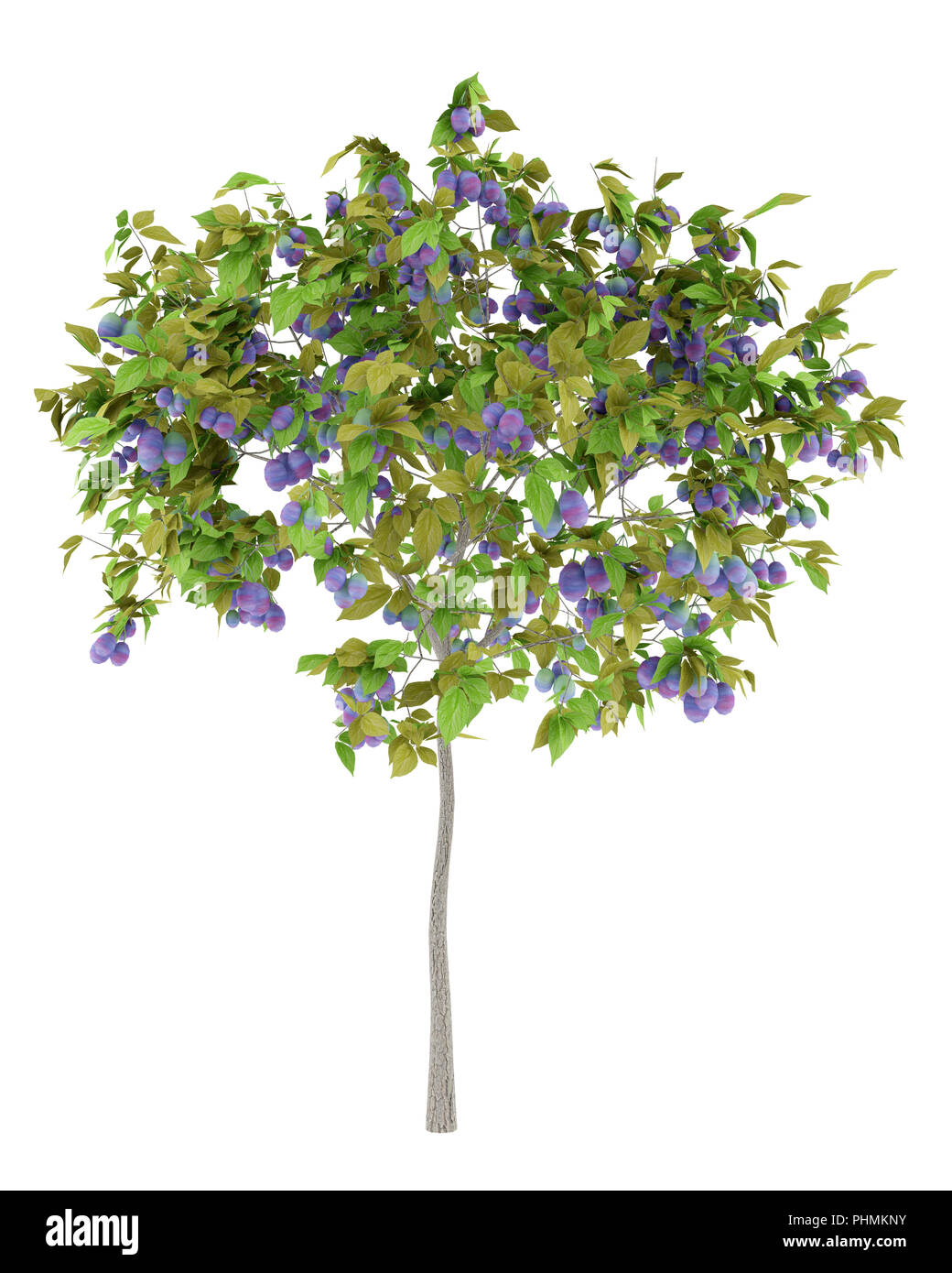 plum tree with plums isolated on white background Stock Photo - Alamy