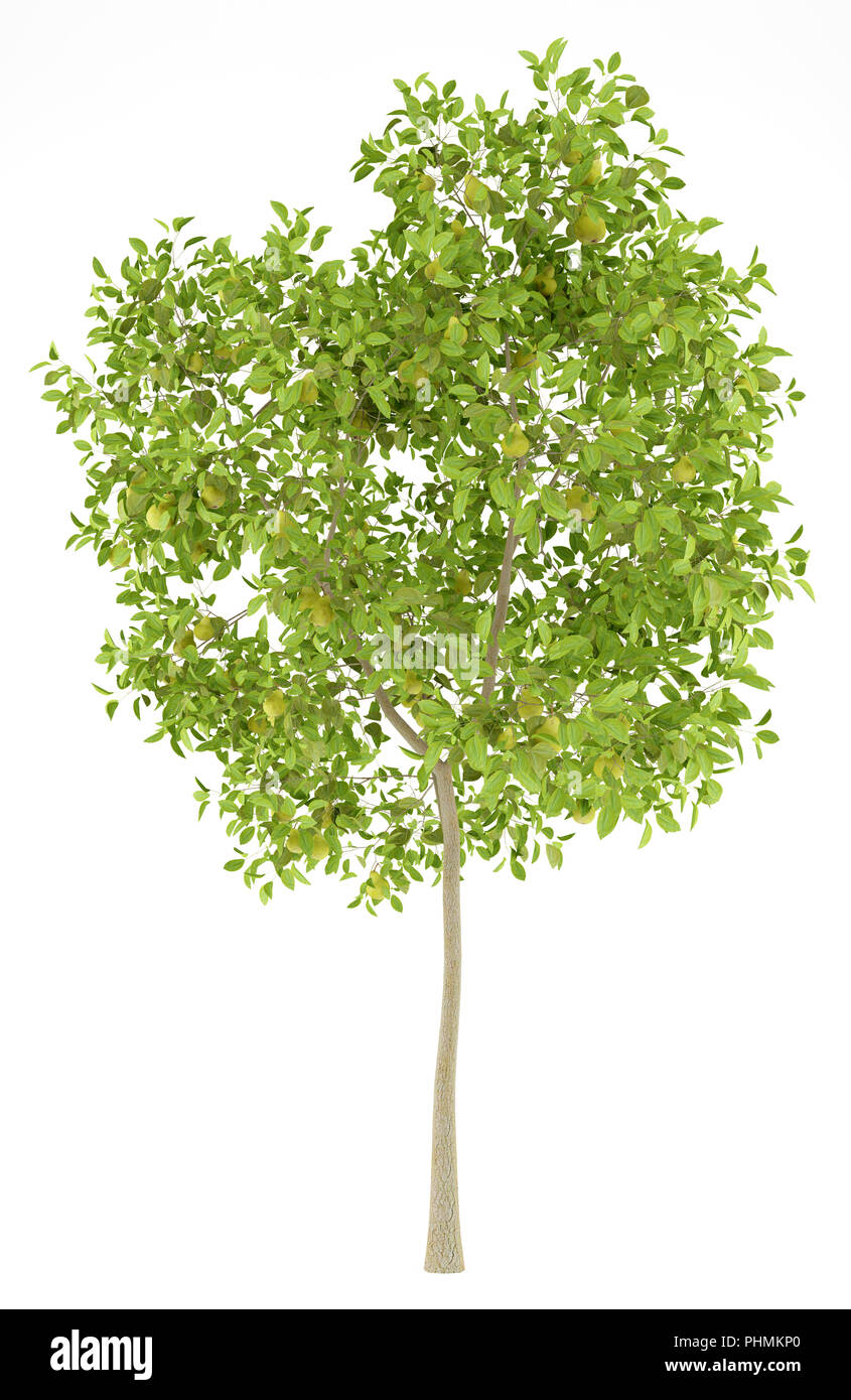 pear tree with pears isolated on white background Stock Photo - Alamy