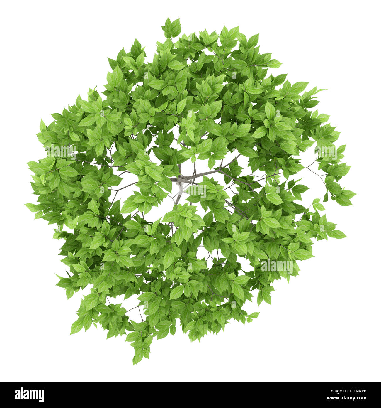 top view of plum tree isolated on white background Stock Photo - Alamy