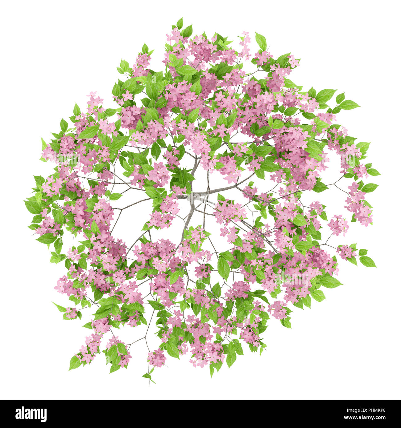top view of flowering plum tree isolated on white background Stock ...