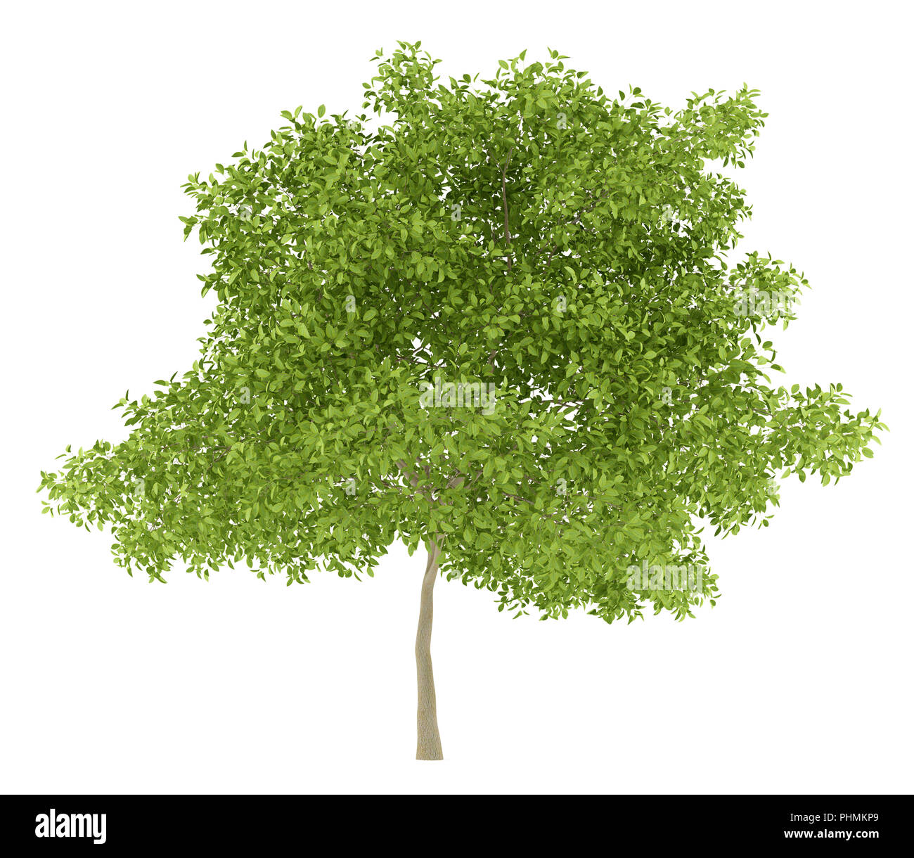 pear tree isolated on white background Stock Photo - Alamy