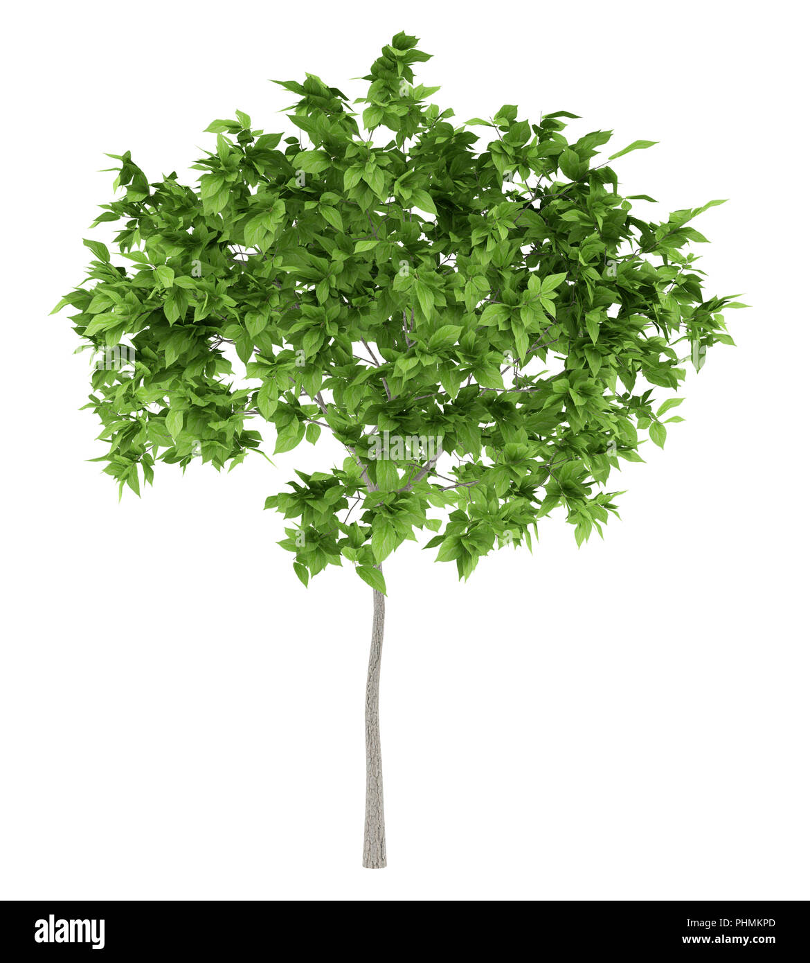 plum tree isolated on white background Stock Photo - Alamy