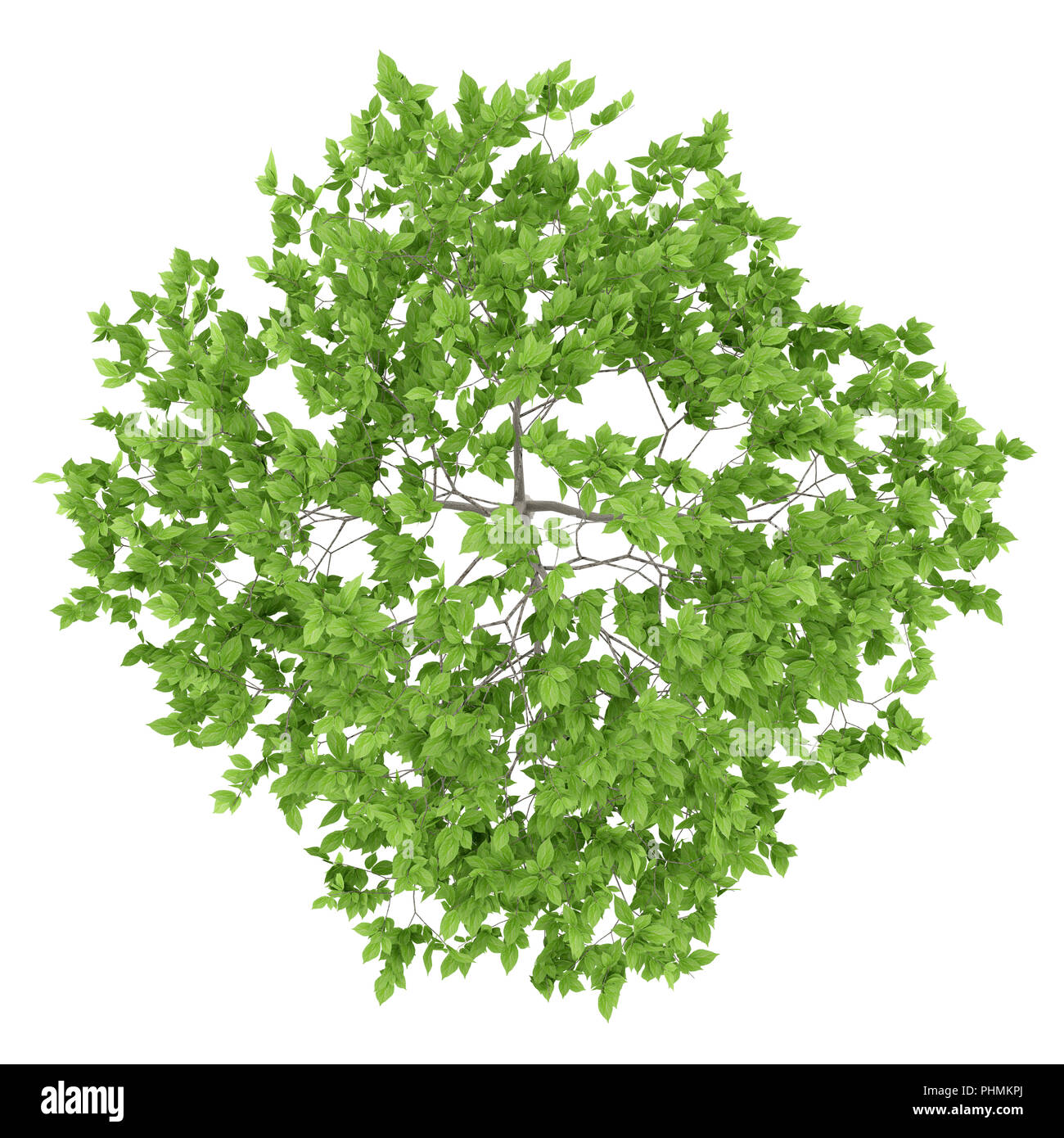 top view of plum tree isolated on white background Stock Photo - Alamy