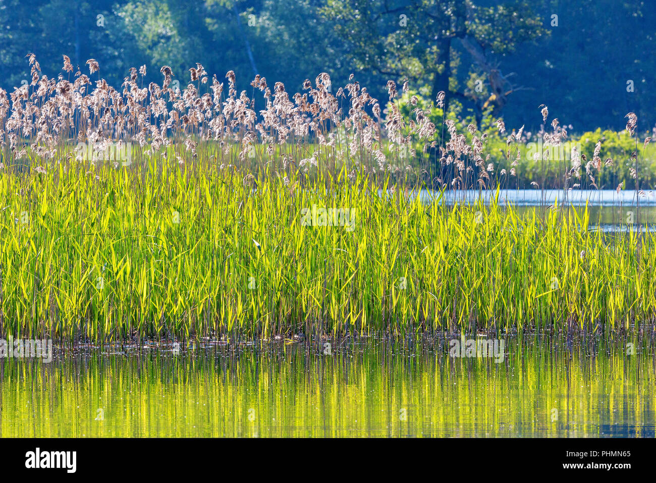 Waters with nature and tree reflection in summer hi-res stock ...