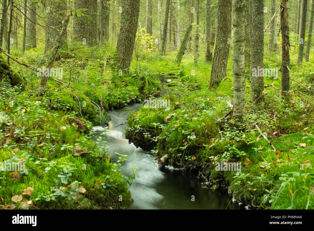 Lush green forest hi-res stock photography and images - Alamy