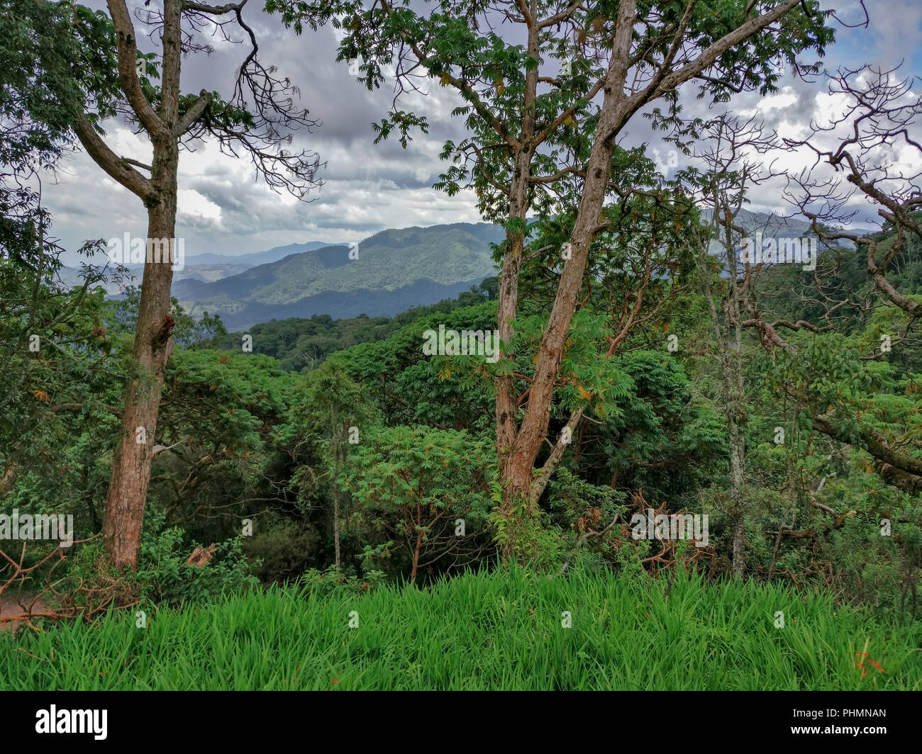 Rain forest, rwanda, Africa Stock Photo - Alamy