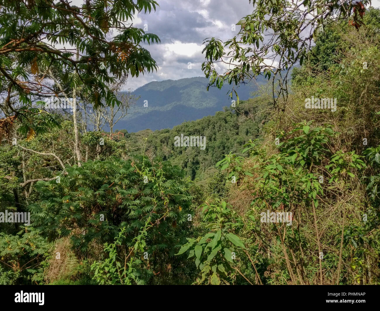 Rain forest, rwanda, Africa Stock Photo - Alamy