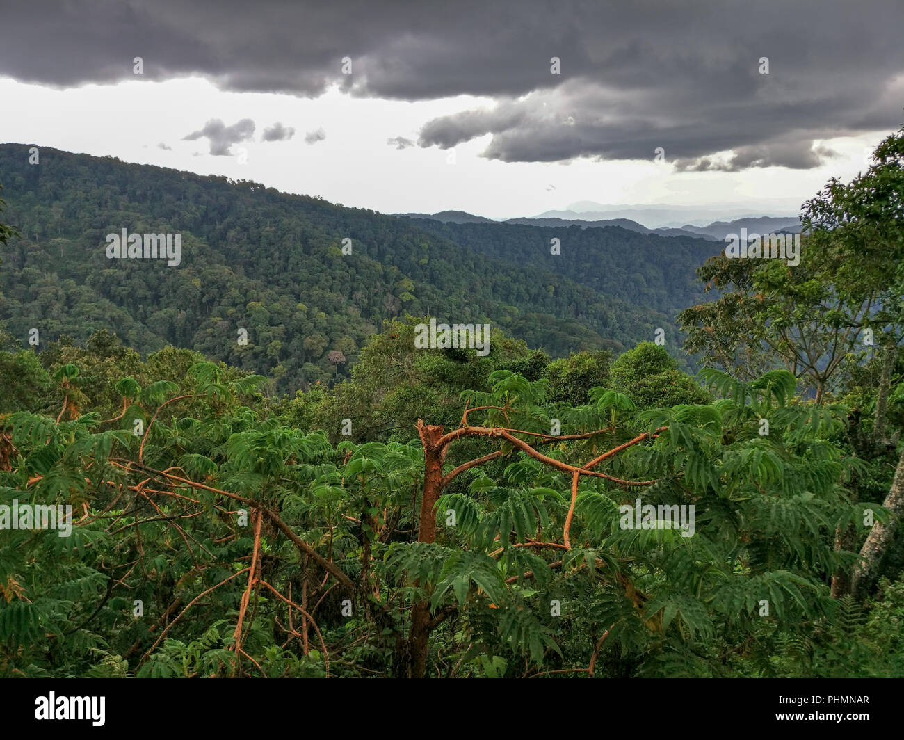 Rain forest, rwanda, Africa Stock Photo - Alamy