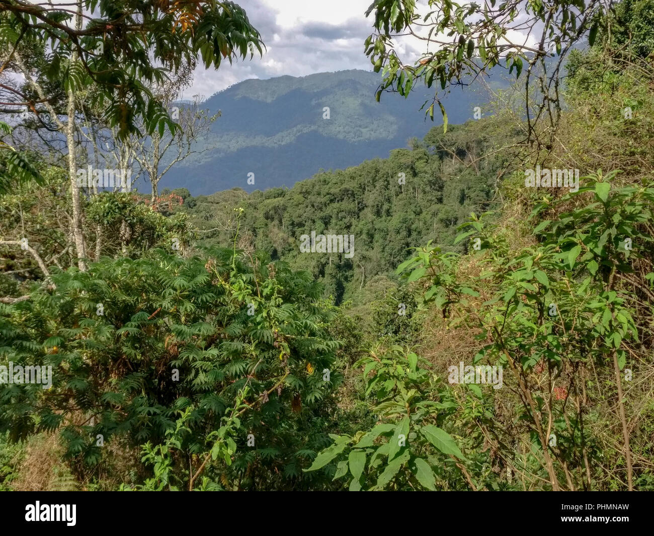Rain forest, rwanda, Africa Stock Photo - Alamy