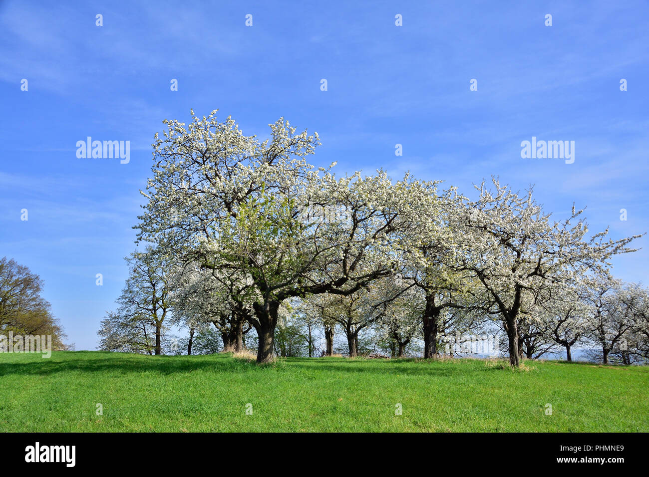 Cherry tree in spring Stock Photo - Alamy