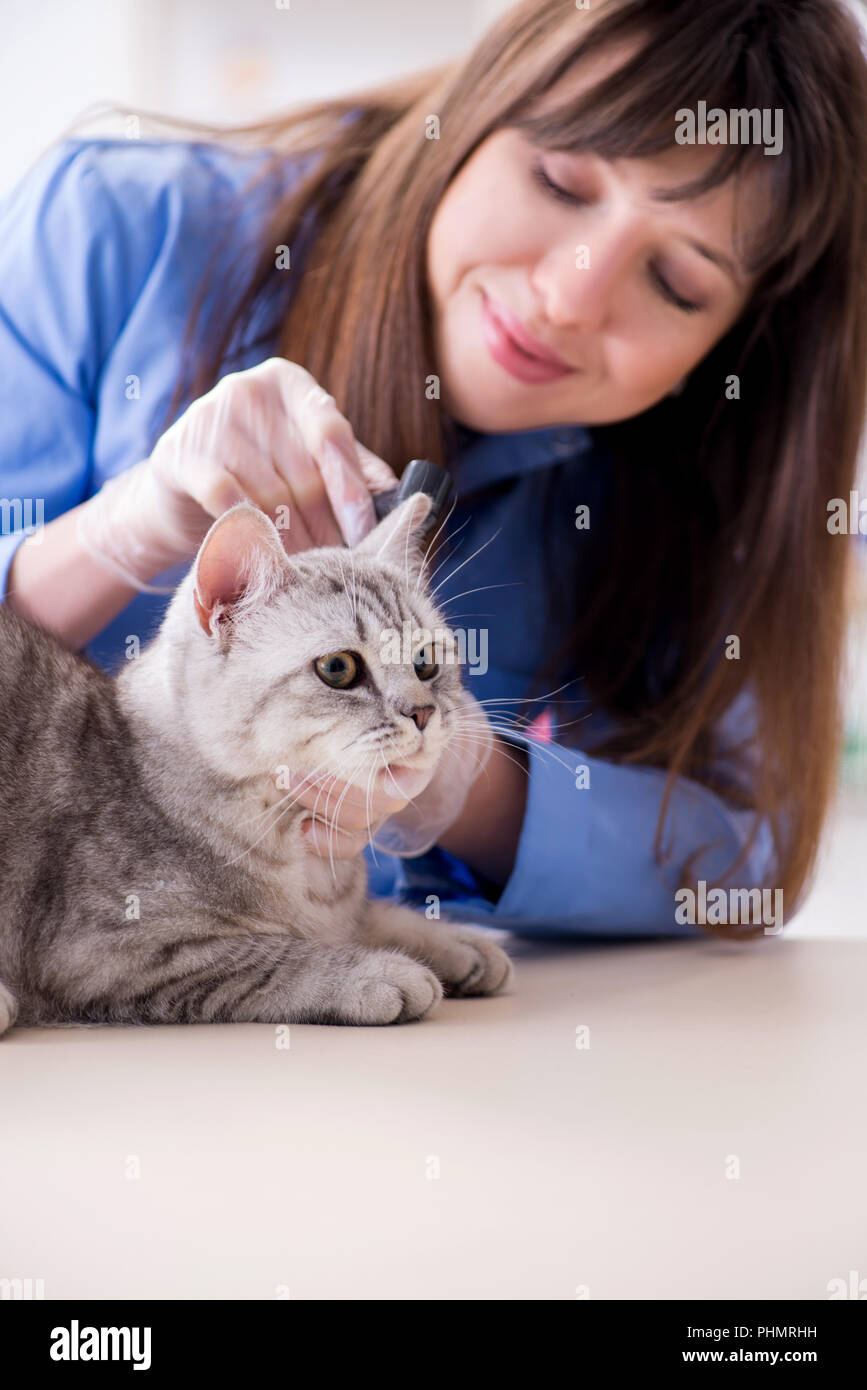Cat being examining in vet clinic Stock Photo - Alamy