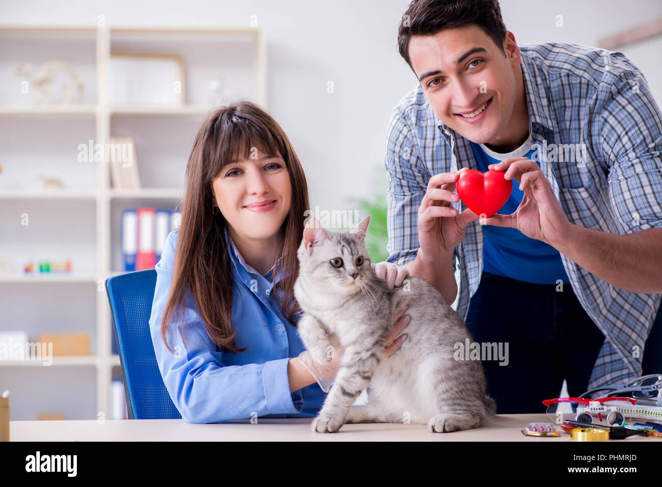 Cat being examining in vet clinic Stock Photo - Alamy