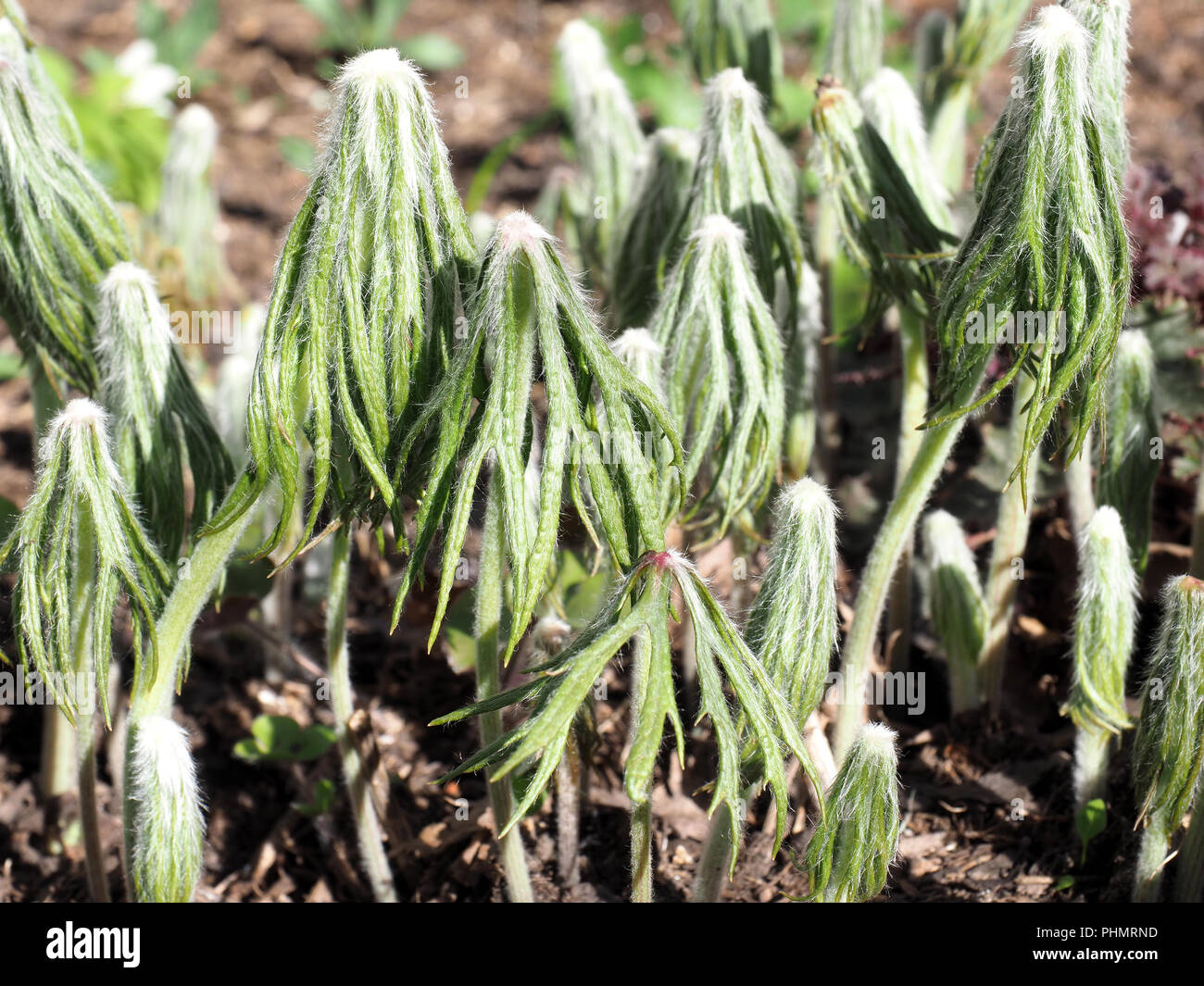 Shredded Umbrella Plant Stock Photo - Alamy