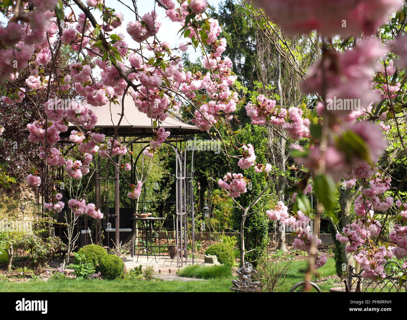 Prunus serrulata kiku shidare zakura hi-res stock photography and ...