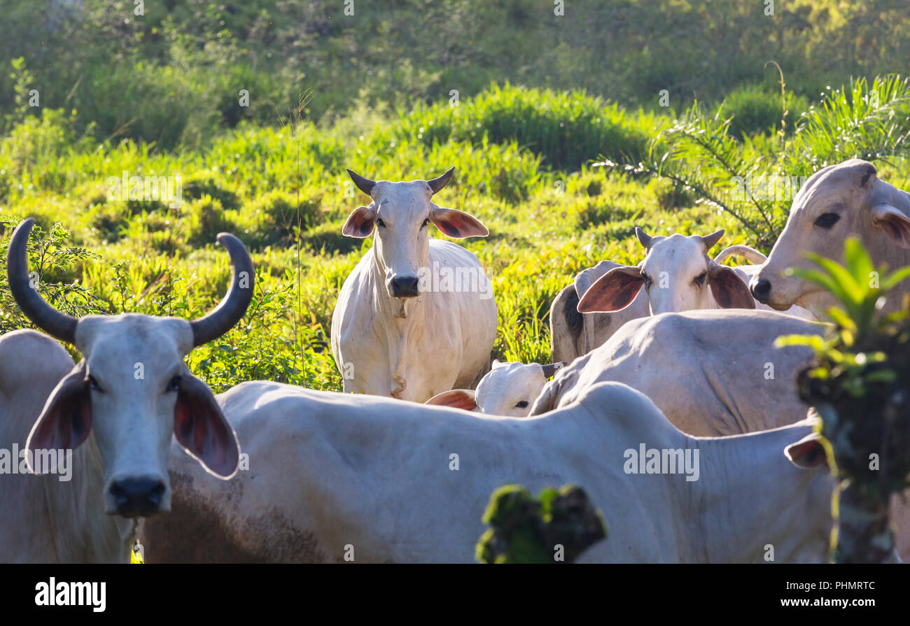 Cattle farm costa rica hi-res stock photography and images - Alamy