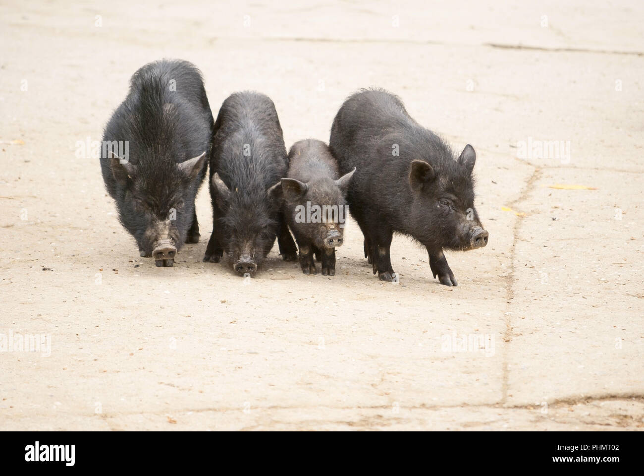 Clean pigs hi-res stock photography and images - Alamy