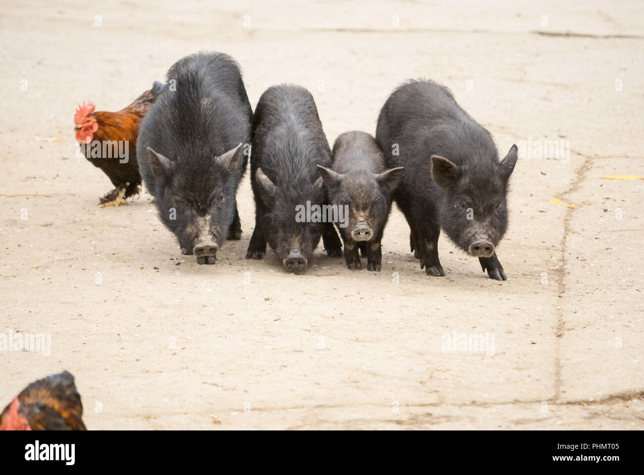 Snortin hi-res stock photography and images - Alamy