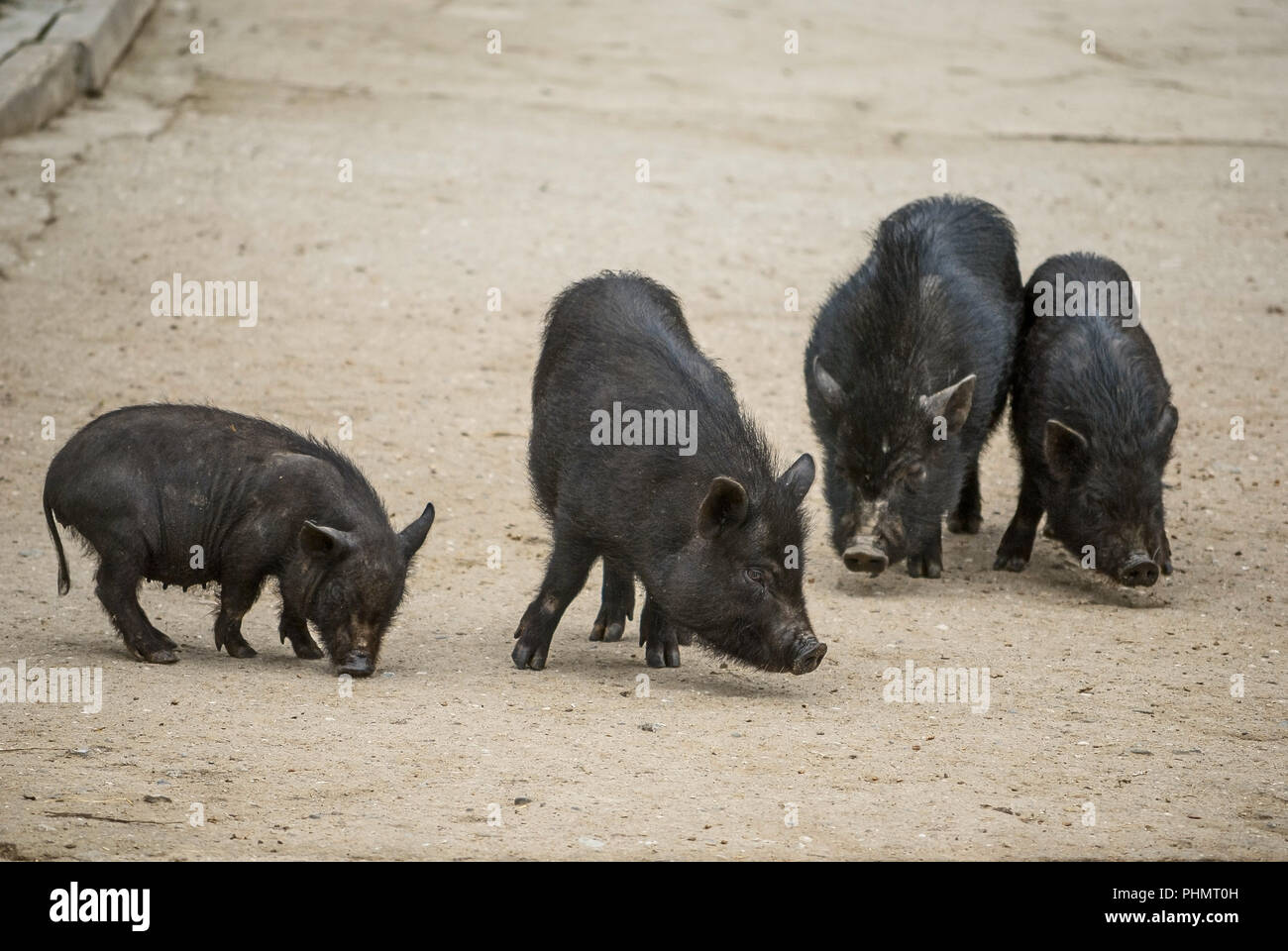 Vietnamese pigs hi-res stock photography and images - Alamy