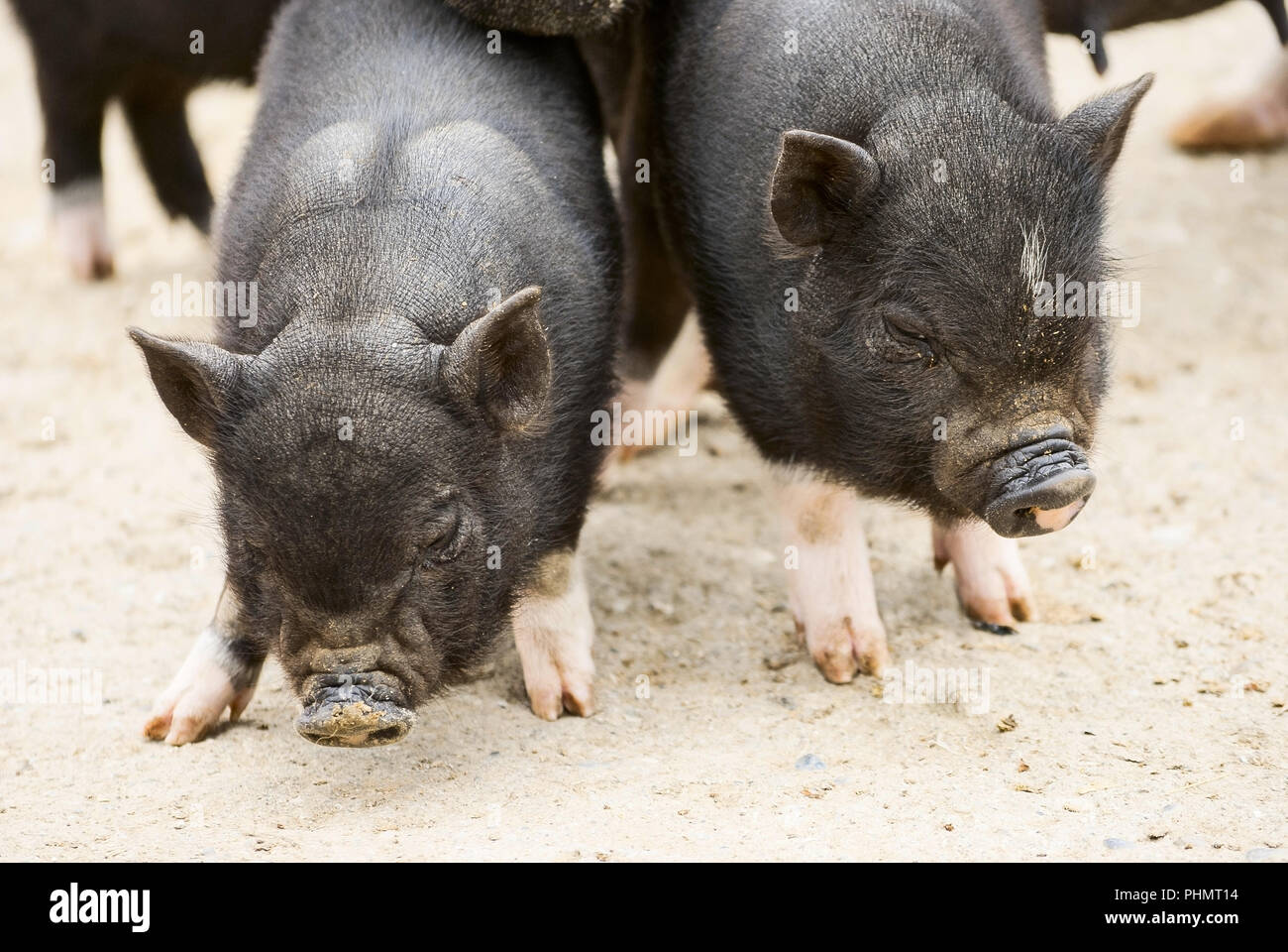 Vietnamese pig hi-res stock photography and images - Alamy