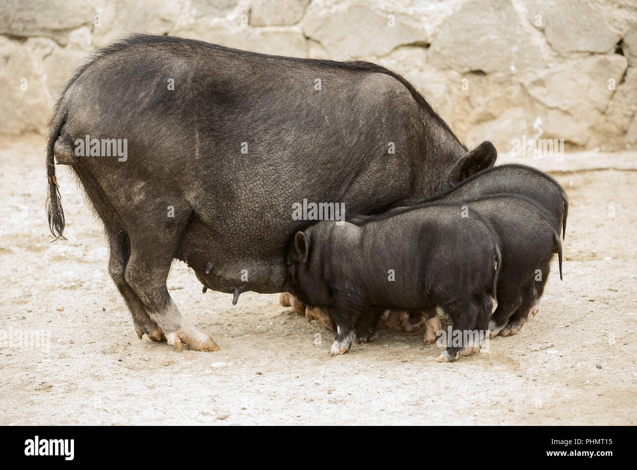 Vietnamese pot bellied pigs hi-res stock photography and images - Alamy