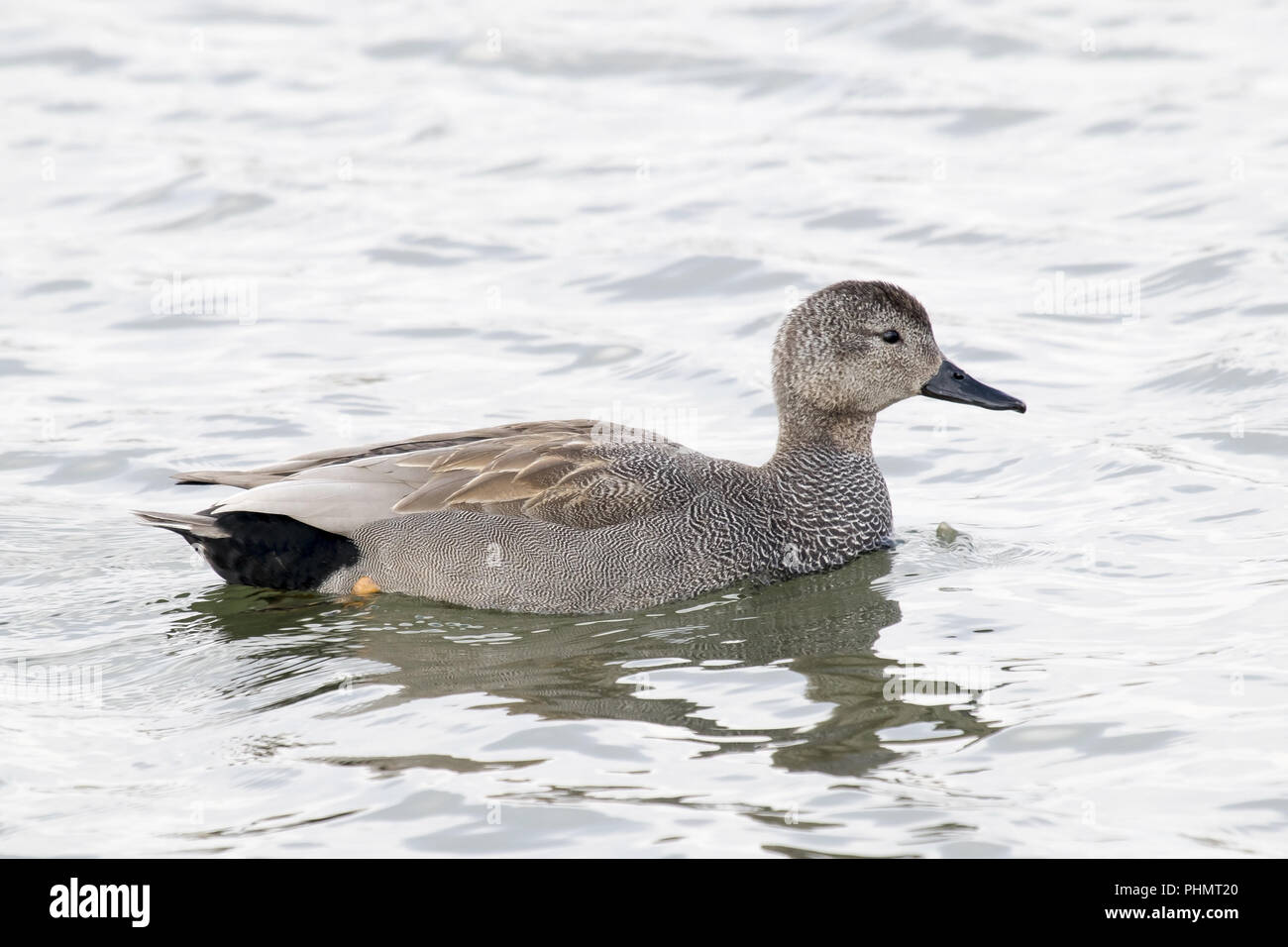 Gadwall feathers hi-res stock photography and images - Alamy