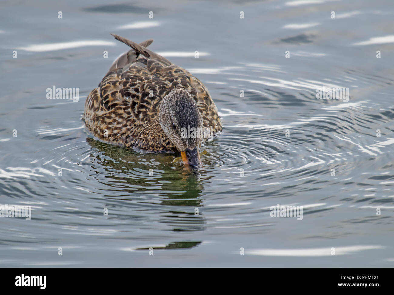 Female gadwall hi-res stock photography and images - Alamy