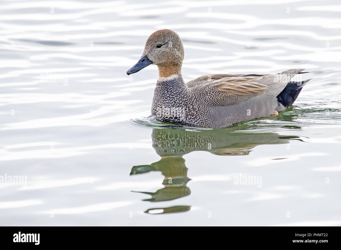 Gadwall feathers hi-res stock photography and images - Alamy