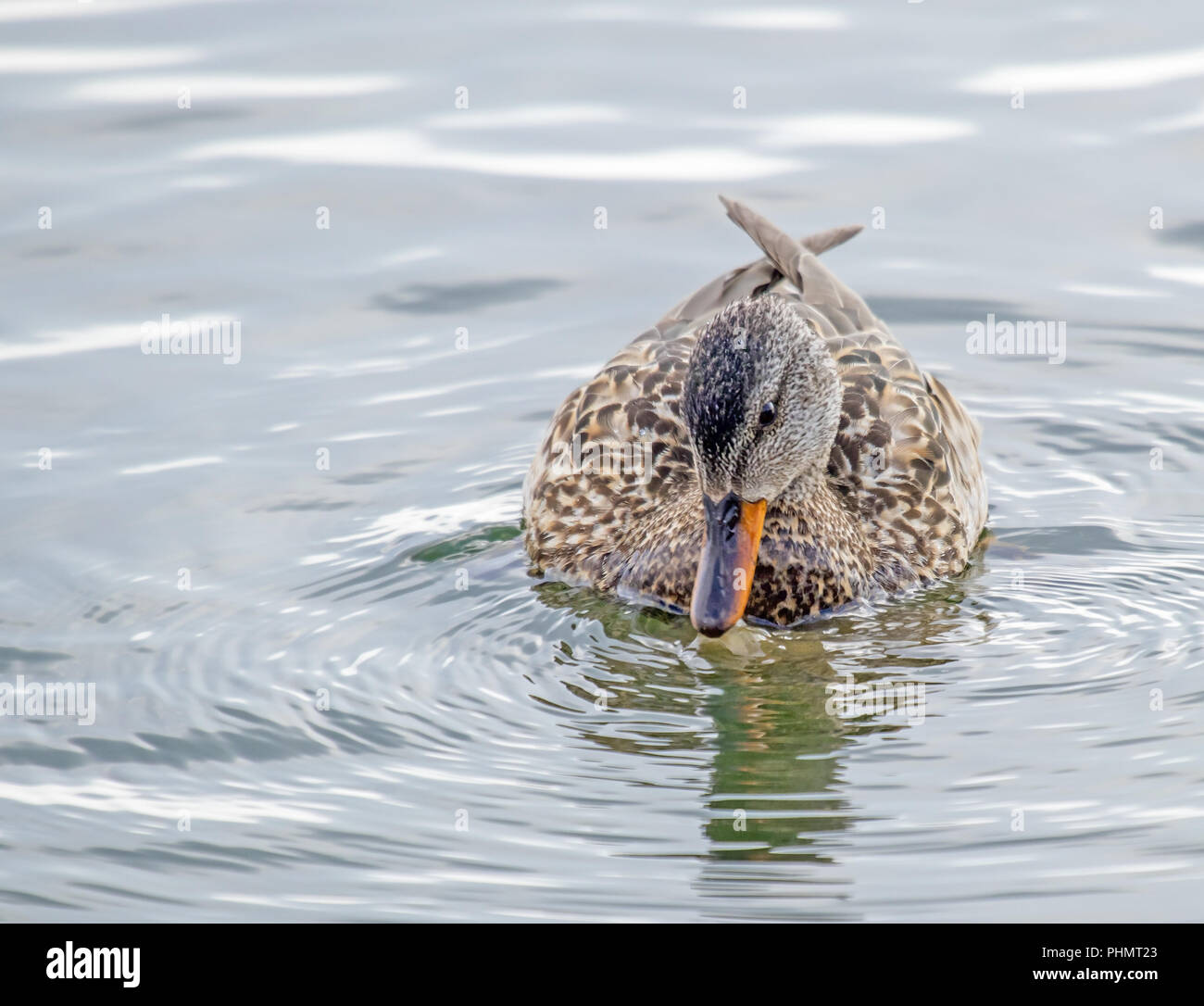 Female Gadwall High Resolution Stock Photography and Images - Alamy