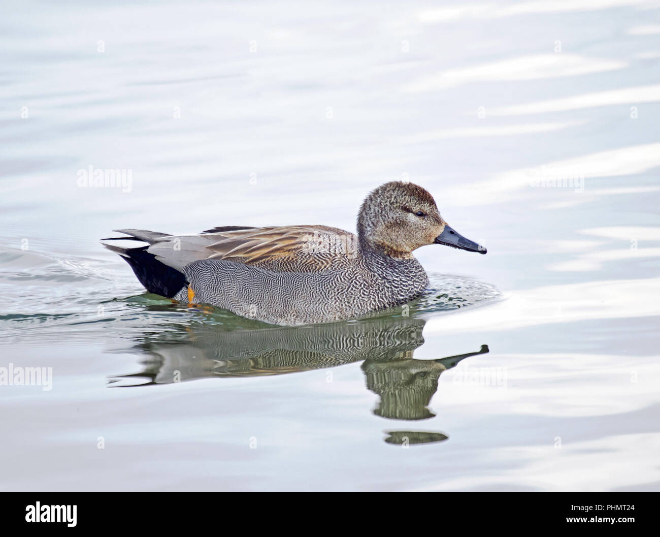 Gadwall 'Anas strepera', male Stock Photo - Alamy