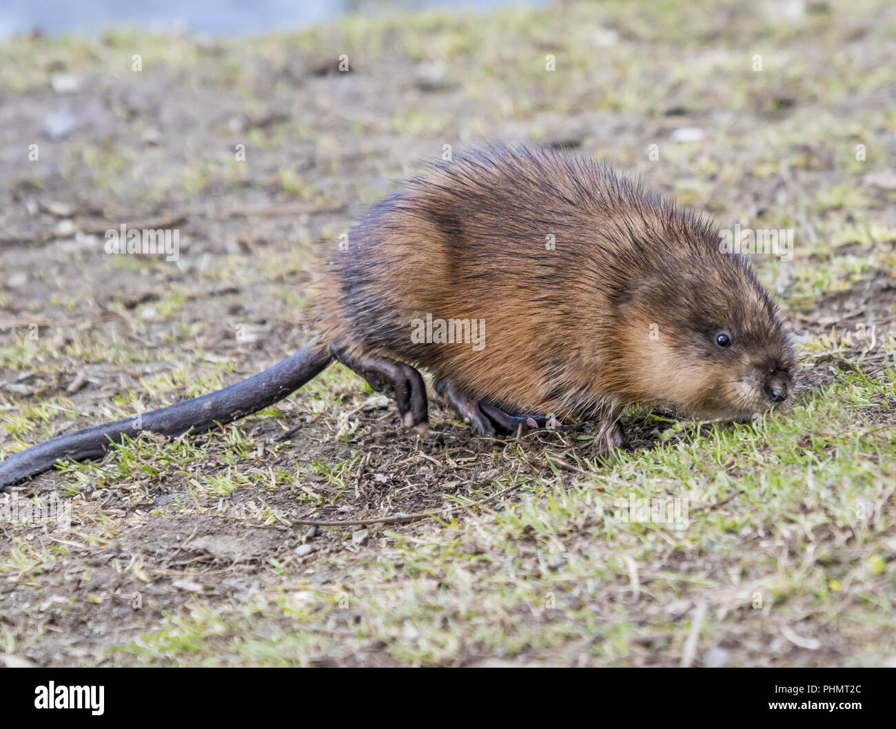 Ondatra hi-res stock photography and images - Alamy