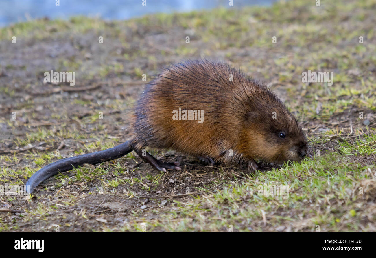 Musquash hi-res stock photography and images - Alamy