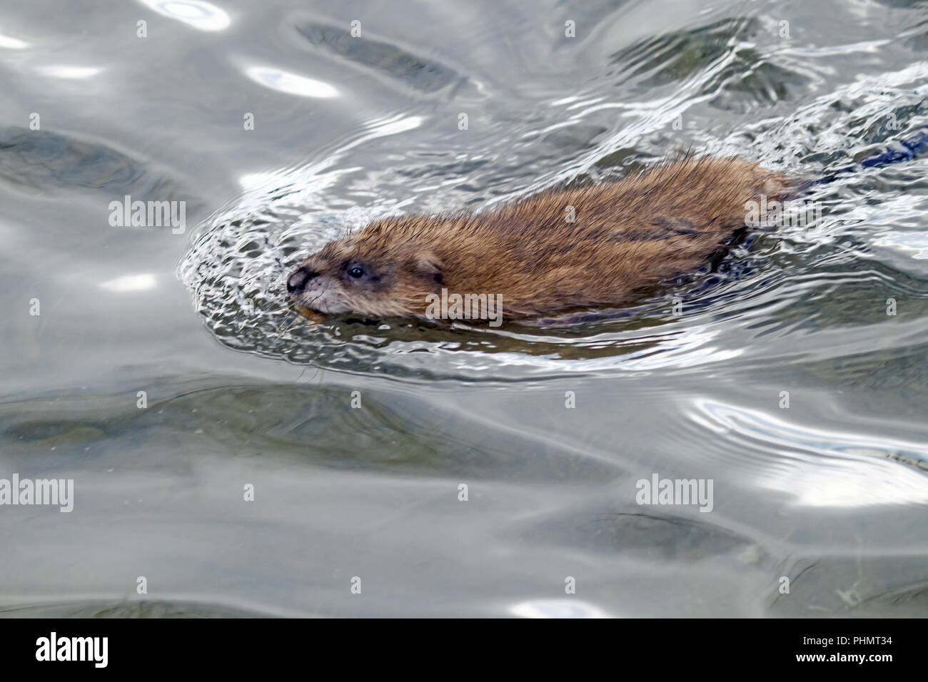 Dwarf beaver hi-res stock photography and images - Alamy