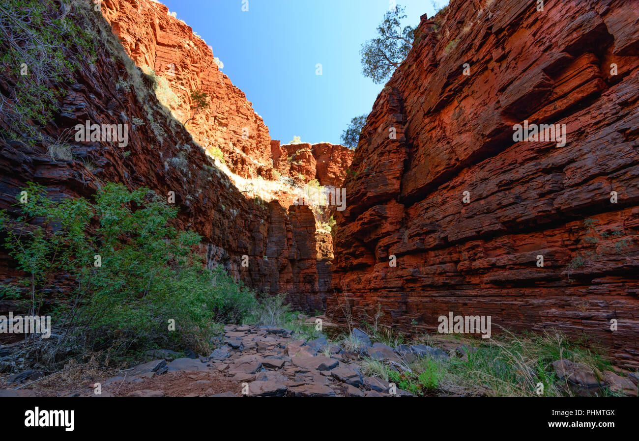 Pilbara tree trees hi-res stock photography and images - Alamy