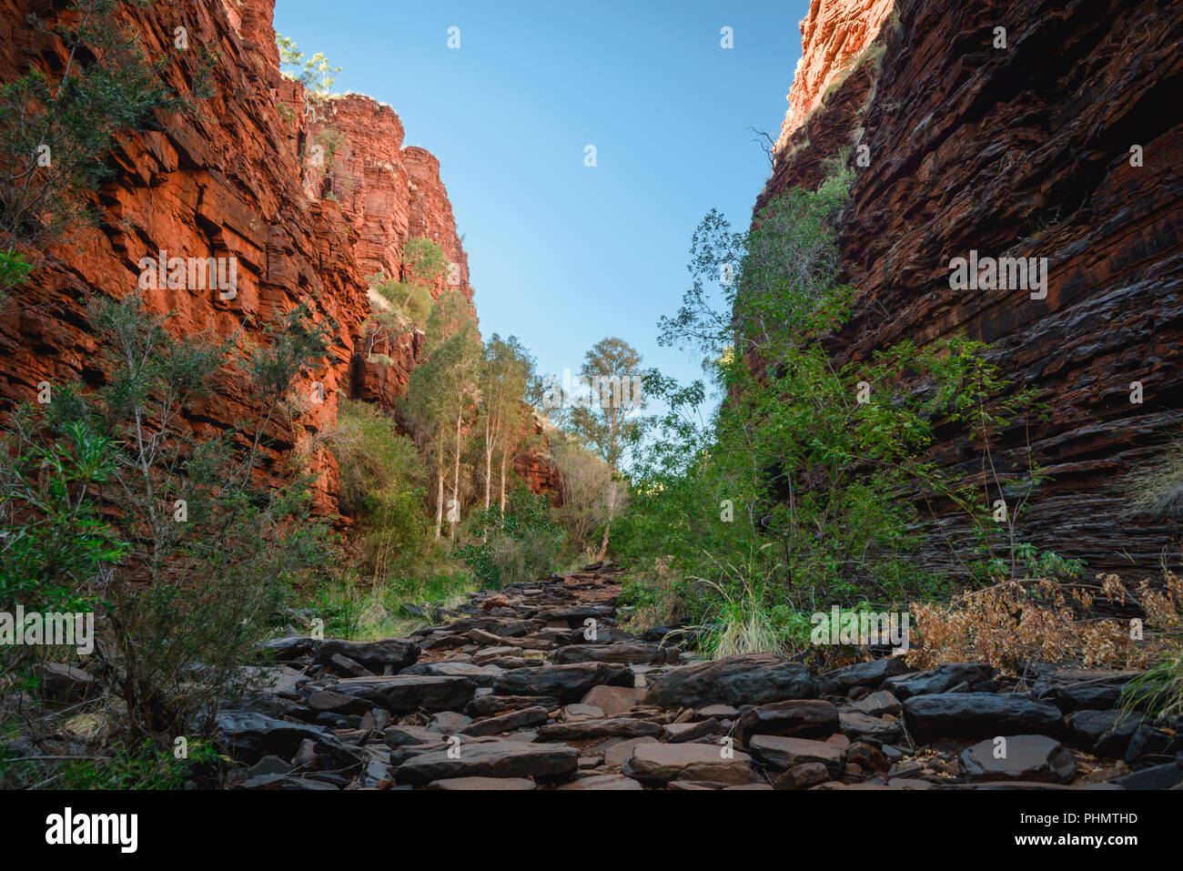 Pilbara tree trees hi-res stock photography and images - Alamy